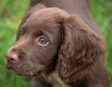 Sprocker Spaniel Ultimate Guide Personality Trainability Grooming Etc