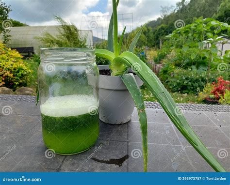 Homemade Aloe Vera Fertilizer To Use On Plants Aloe Vera Nutrient