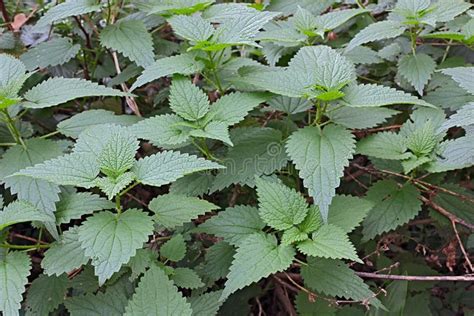 Flowering Stinging Nettle Stock Image Image Of Flowers 135919