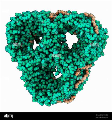 Porin Molecule Computer Model Showing The Trimeric Structure Of Porin