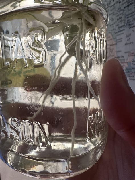 How Do I Prevent This Also Is It Time For Them To Be Taken Out Rpropagation