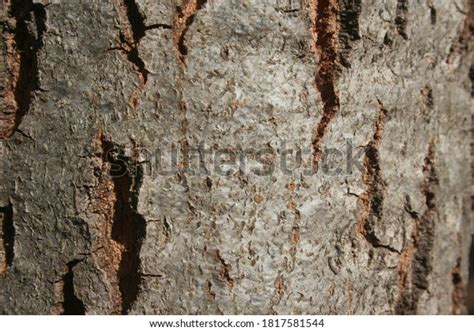 106 imágenes de Tree trunk 4k texture Imágenes fotos y vectores de stock Shutterstock