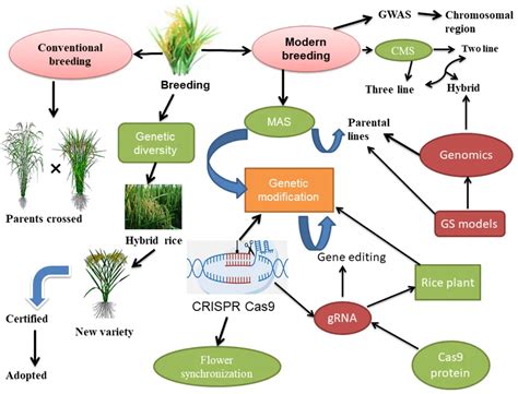 new hybrid model revolutionizes rice variety classification for food