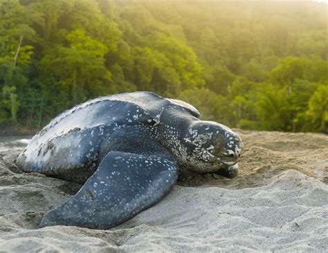 Identify The Seven Sea Turtle Species
