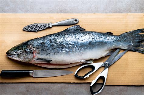 대형 신선한 연어 칼 및가 위입니다 절단 물고기에 대 한 준비입니다 중요 한 상업적인 물고기입니다 연어는 인기 다이어트와 건강 한 영양 높은 단백질 콘텐츠 오메가3와 비타민