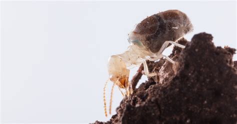 Beware The Toxic And Explosive Blue Backpack This Termite Carries The
