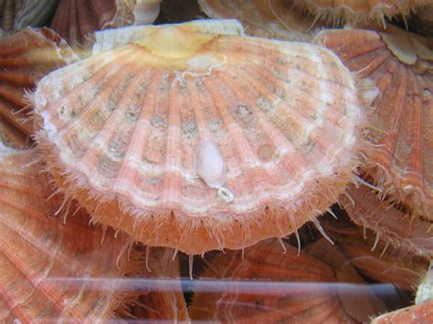Cefas And Industry Science Collaborations Scallop Stock Assessment