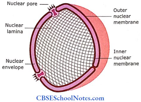 Histology Of Cell Structure Notes Cbse School Notes