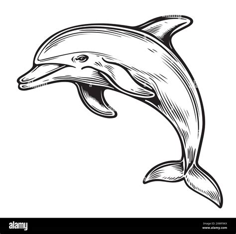 Dolphin A Graphic Black And White Sketch Style Image Of A Dolphin On A White Background