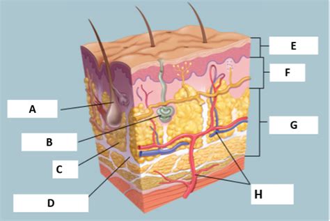 Integumentary System Labeled Diagram Quizlet
