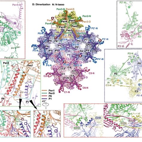 Overview Of The Interactions At The Inner Capsid Surface A Schematic Download Scientific