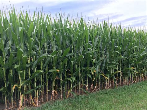 2021 Corn Plot Results Data Fields