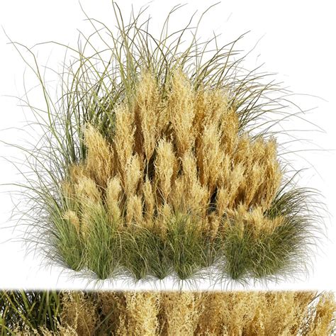 Collection Plant Vol 509 Grass Switchgrass Northwind Pampas Model Turbosquid 2110461