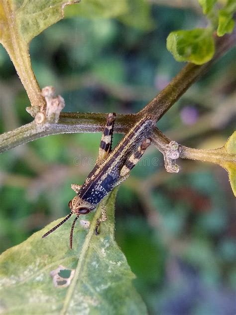 Caelifera Or Leaf Grasshoppers Are Insects That Live In Groups Often