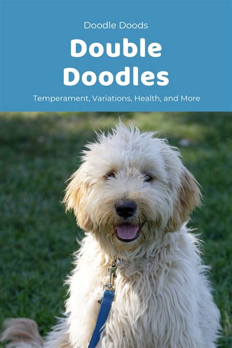 What Does A Double Doodle Look Like At Gayla Wilson Blog