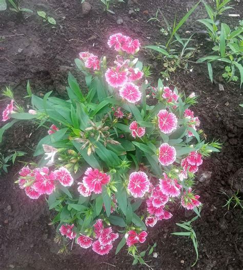 제주허브농장 허브올레 석죽 패랭이꽃 세일합니다 라벤더 밭에 잠깐 심어놓았던 패랭이꽃 싸게