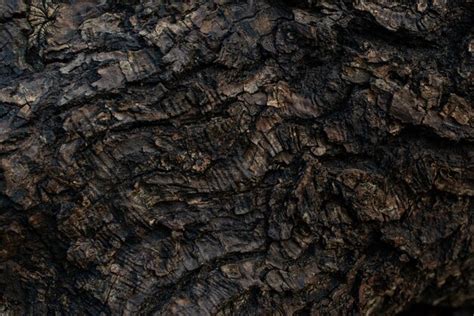 Premium Photo Macro Texture Of Tree Bark