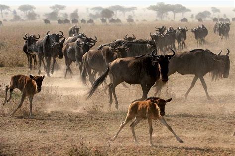 Migration Seasonal Nocturnal Migration Paths Britannica
