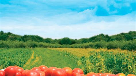 ДФЗ със съфинансиране при застраховане на селскостопанска продукция Новини бг