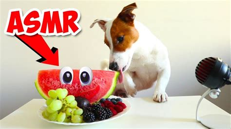 Собака кушает Фрукты Черника Арбуз Ежевика 😱 🐾 Asmr Локи Бобо