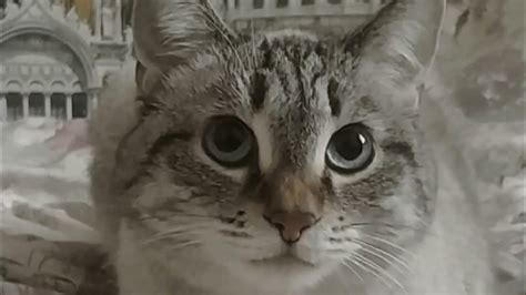 Мой кот смотрит в камеру на протяжении 5 минут Youtube