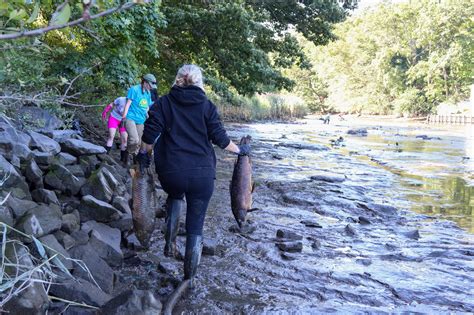 Photo Gallery Community Unites For Successful Stony Brook Mill Creek