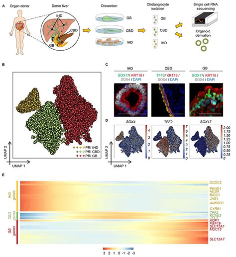 Cholangiocyte Organoids Can Repair Bile Ducts After Transplantation In