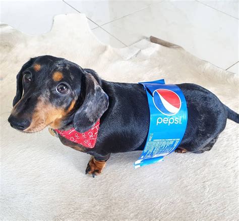 I Am Pepsi Dachshund Sausagedog Sausagedoglove Daxielove