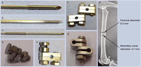 Feline Femoral Fracture Fixation What Are The Options Pmc