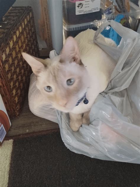 How To Keep A Cat Entertained While Youre At Work R Cats