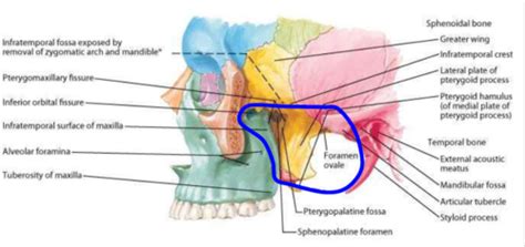Infratemporal Region Flashcards Quizlet