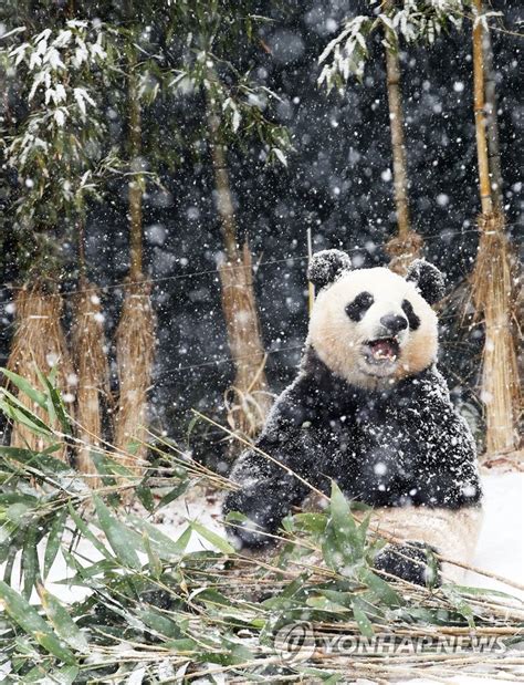 더쿠 아심푸난 5년 전 눈 내리던 날 이뻐이뻐 아이바오 