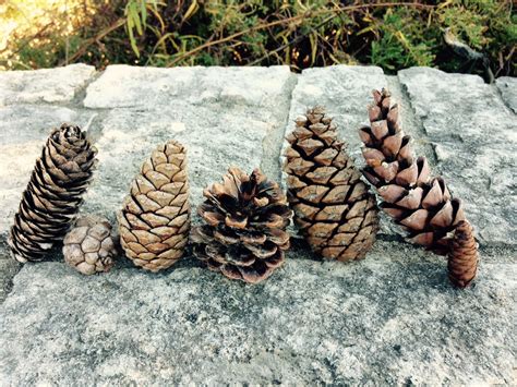 Small Pine Cone Trees At Alice Pinard Blog