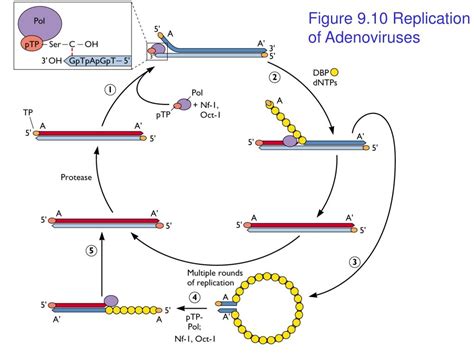 Ppt Dna Virus Replication Chapter 9 Powerpoint Presentation Free Download Id3101796