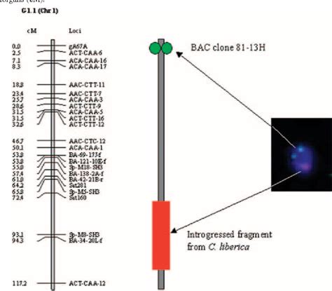 Figure 4 From Use Of Fluorescence In Situ Hybridization As A Tool For Introgression Analysis And