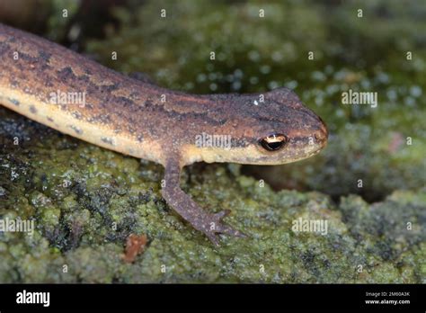 Lissotriton Vulgaris Known As The Smooth Newt Or The Common Newt An Individual Looking For A