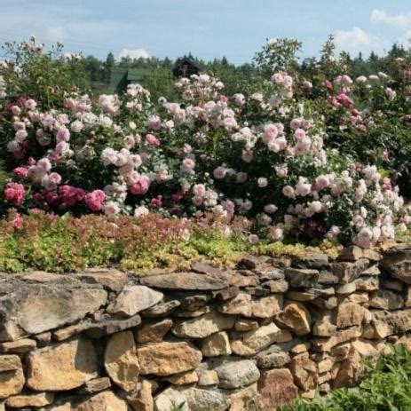 Лавли Мейян – Питомник Иващенко