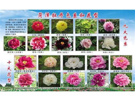牡丹苗木 菏泽市牡丹区牡丹研究院