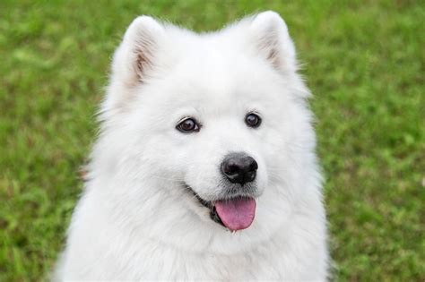 認知 教え 彼らは 犬 大型 白 bsatroop org