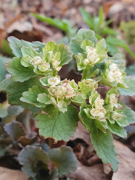 Chrysosplenium Macrophyllum Beth Chattos Plants