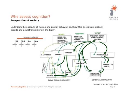 Ppt Assessing Cognition Powerpoint Presentation Free Download Id 6223305