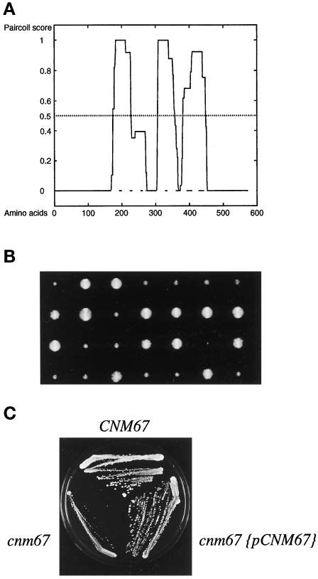 Cnm67p Coiled Coil Prediction Tetrad Analysis And Complementation