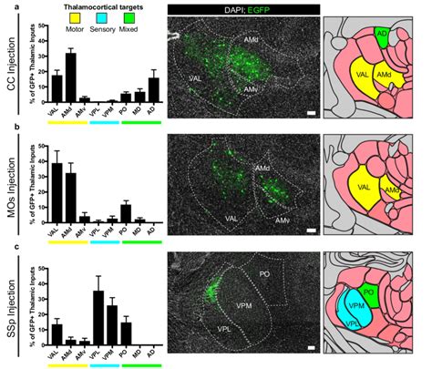 Thalamic Inputs To Opcs Arise From Functionally Related Nuclei Tiled Download Scientific Diagram