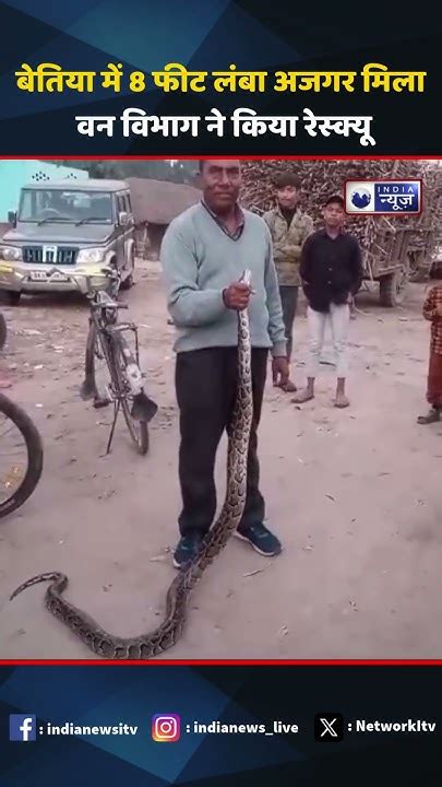 बेतिया में 8 फीट लंबा अजगर मिला। Python Pythonvideos Viralvideo Ytshorts Youtube