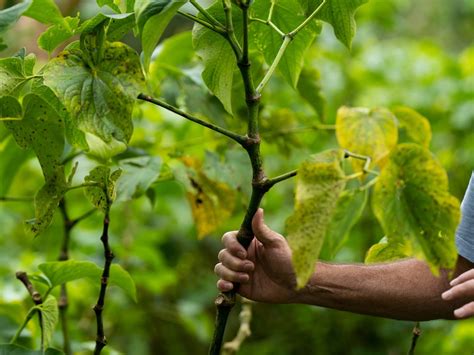 4 Types Of Kava Varieties — Kava Coalition