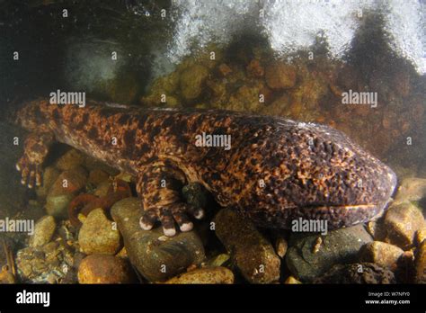 Andrias Japonicus