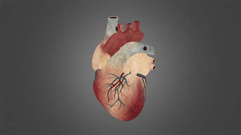 300127 Heart Anatomy 3d Model By Westernu3d [2e97057] Sketchfab