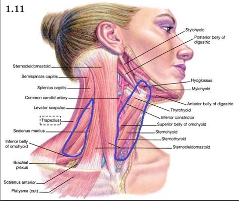 Neck Spasms Symptoms Causes Treatment Artofit