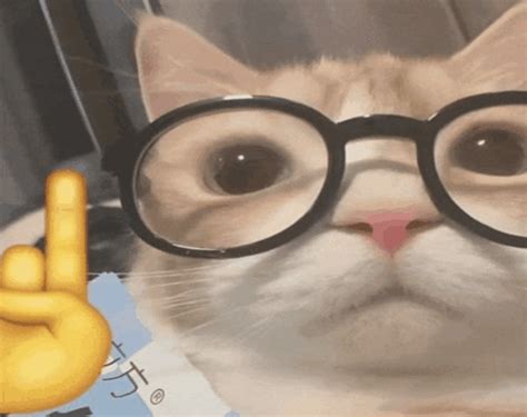Nerd Cat Meme Nerd cat Khám phá và chia sẻ GIF