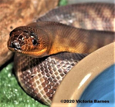Woma Python Aspidites Ramsayi